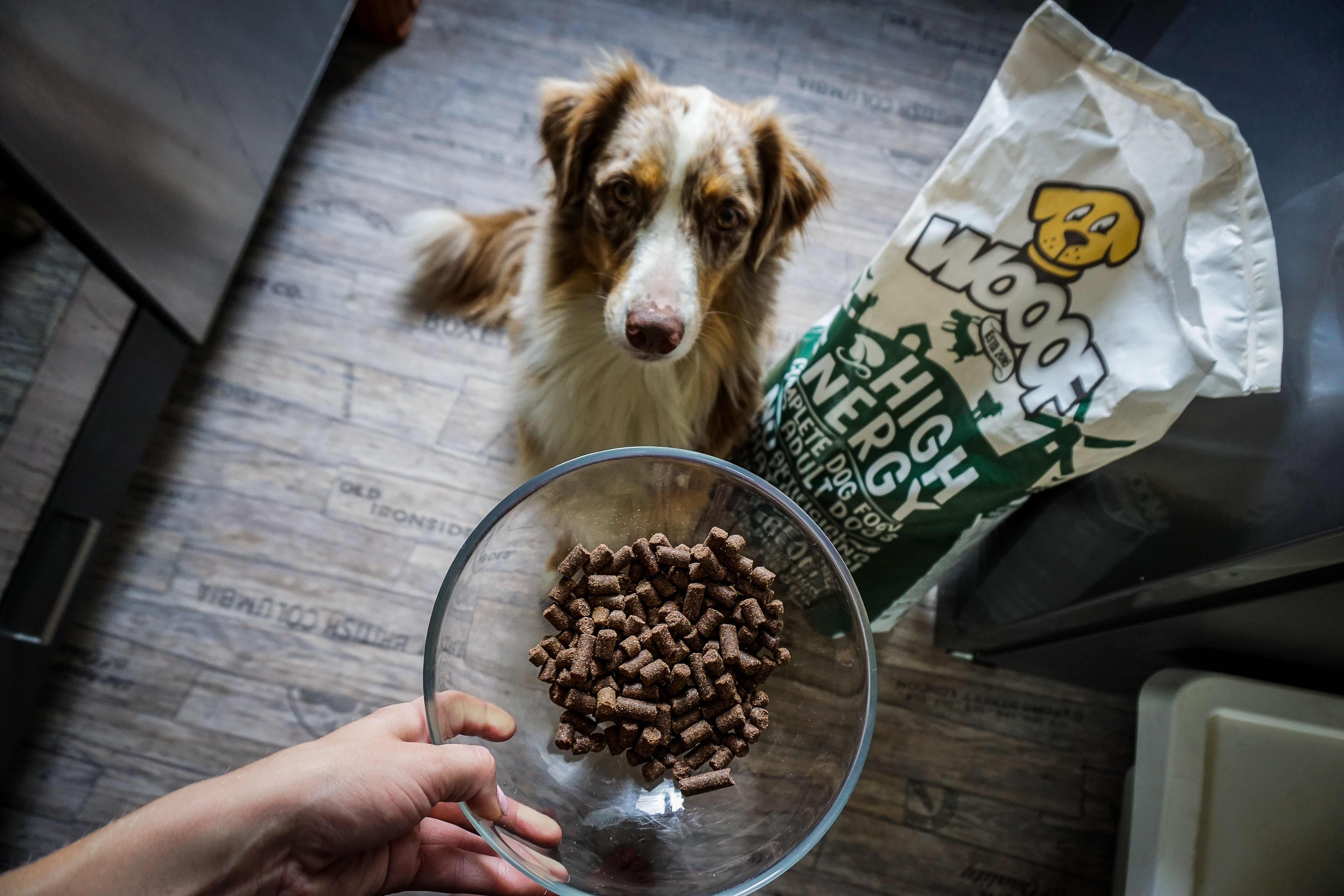 Goed hondenvoer: van welke ingrediënten wordt dat gemaakt?